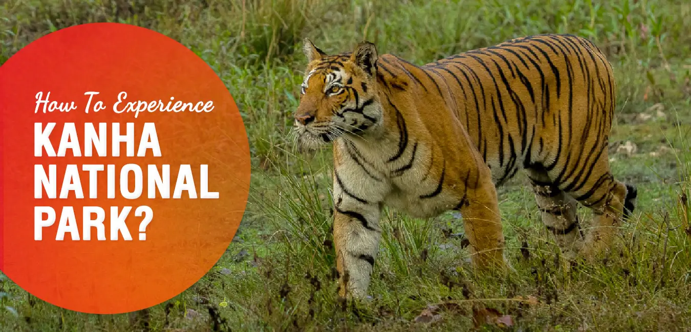 Best Kanha National Park Travel Tips - Plan Your Adventure