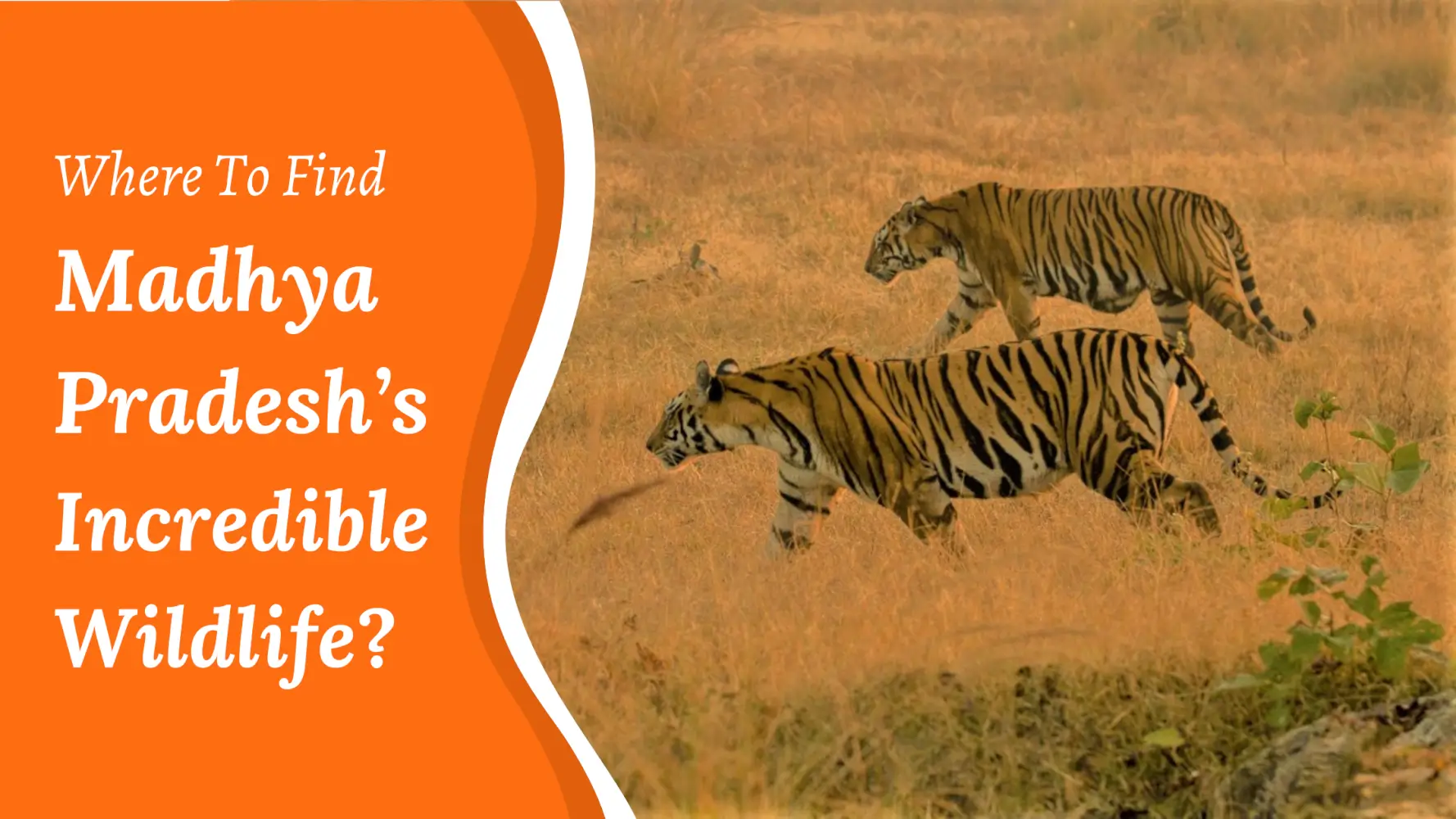 Madhya Pradesh Wildlife Safari: Unforgettable Adventures Await