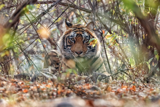 5 Best Tiger Safari in India for Spotting the Majestic Bengal Tiger - The Grand Indian Route